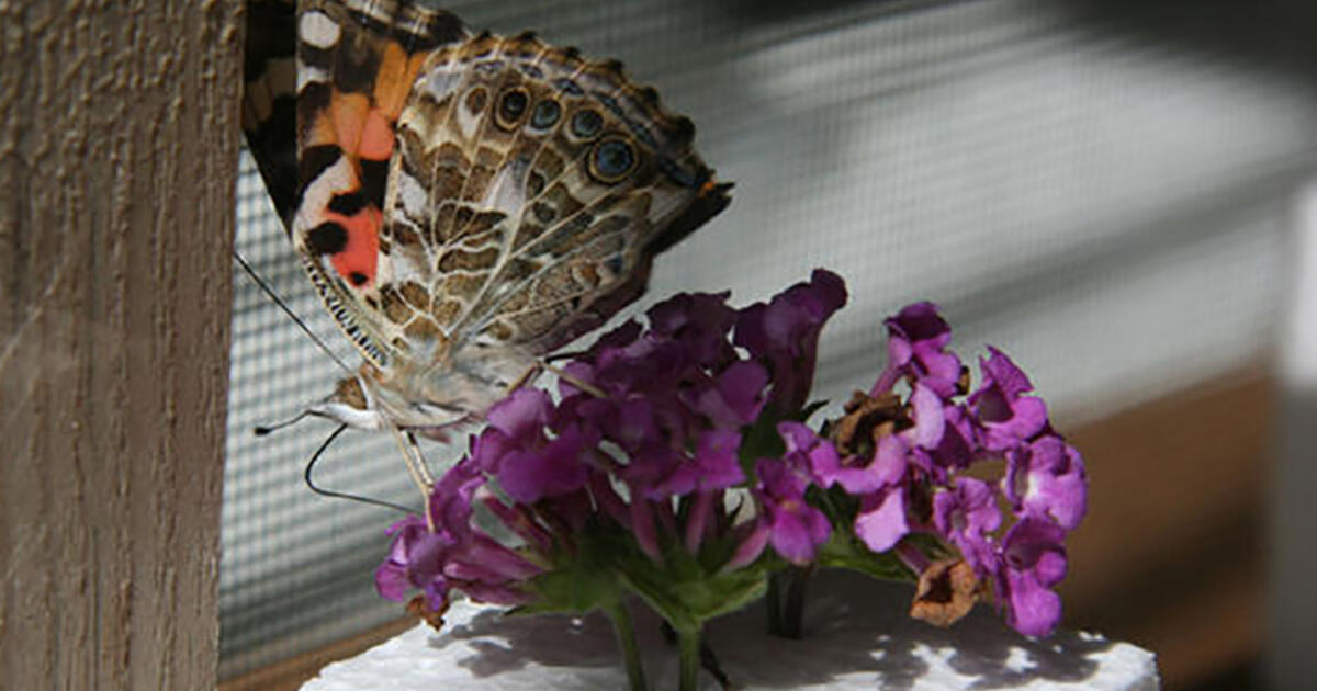 Butterfly Buffet: The Feeding Preferences of Painted Ladies | AMNH