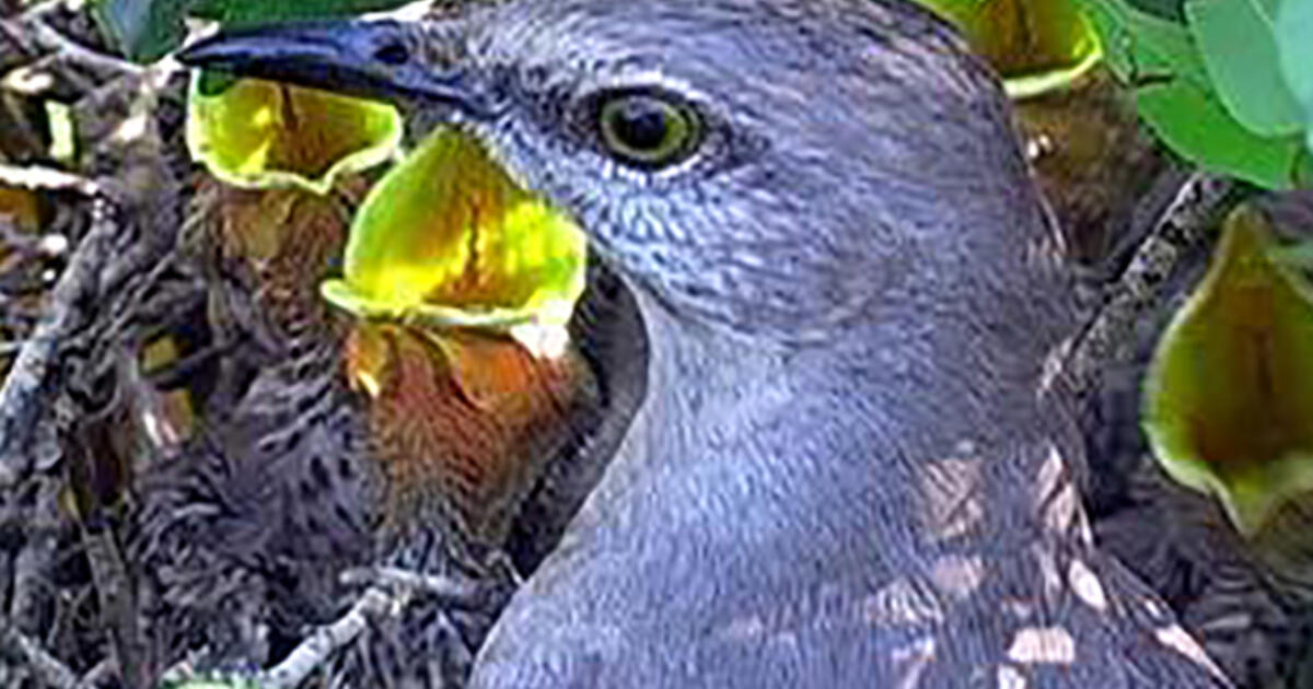mockingbird egg size