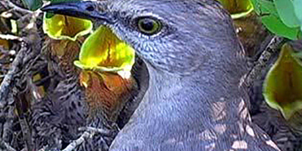 mockingbird eggs hatch time