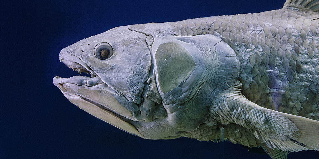 coelacanth status