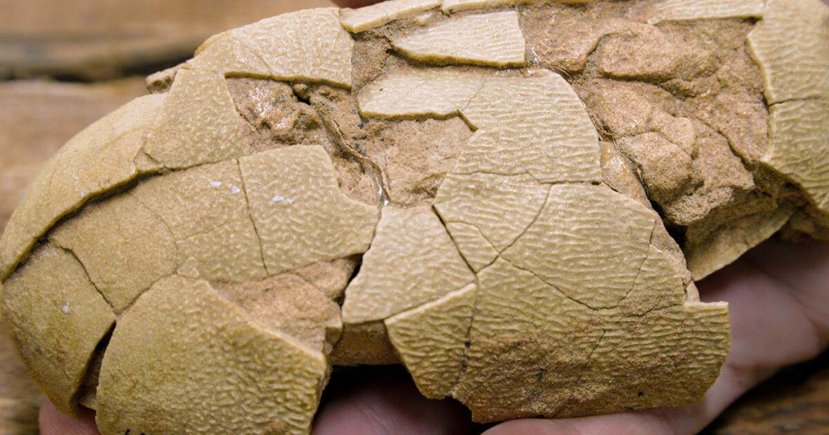 Dinosaur eggs 101 | American Museum of Natural History