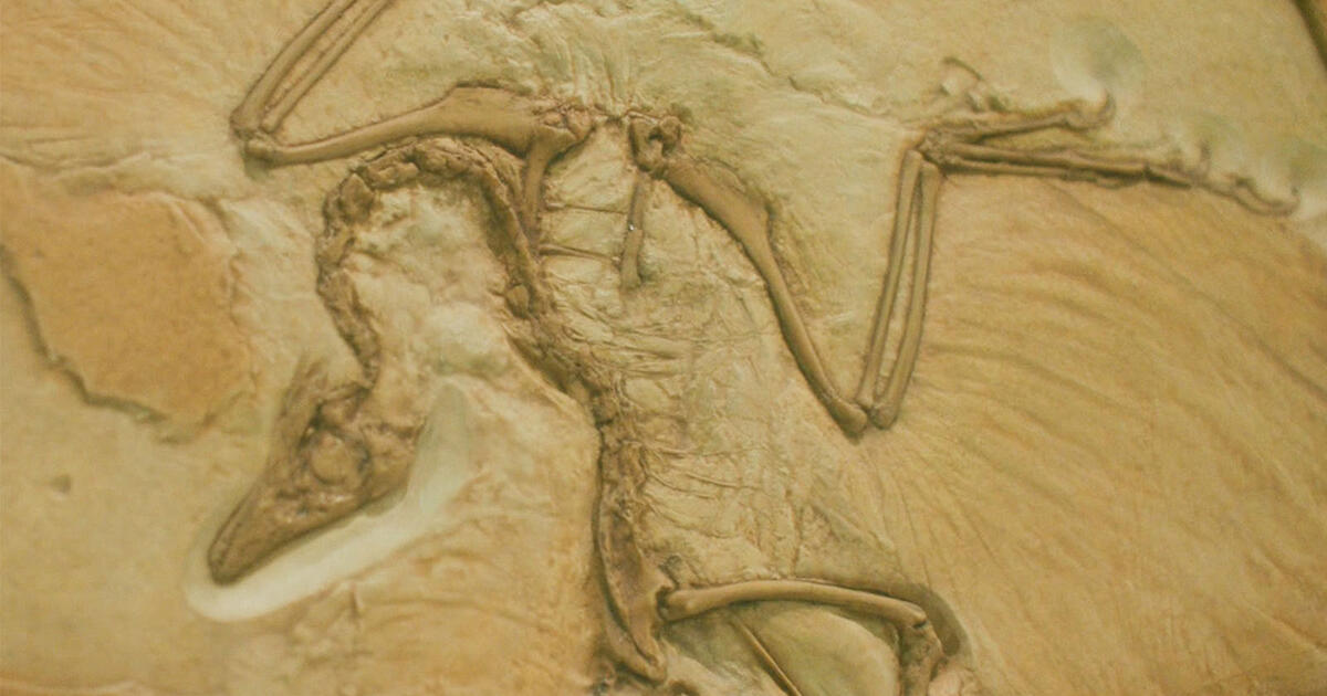 Did Tiny Dinosaurs Exist? | AMNH