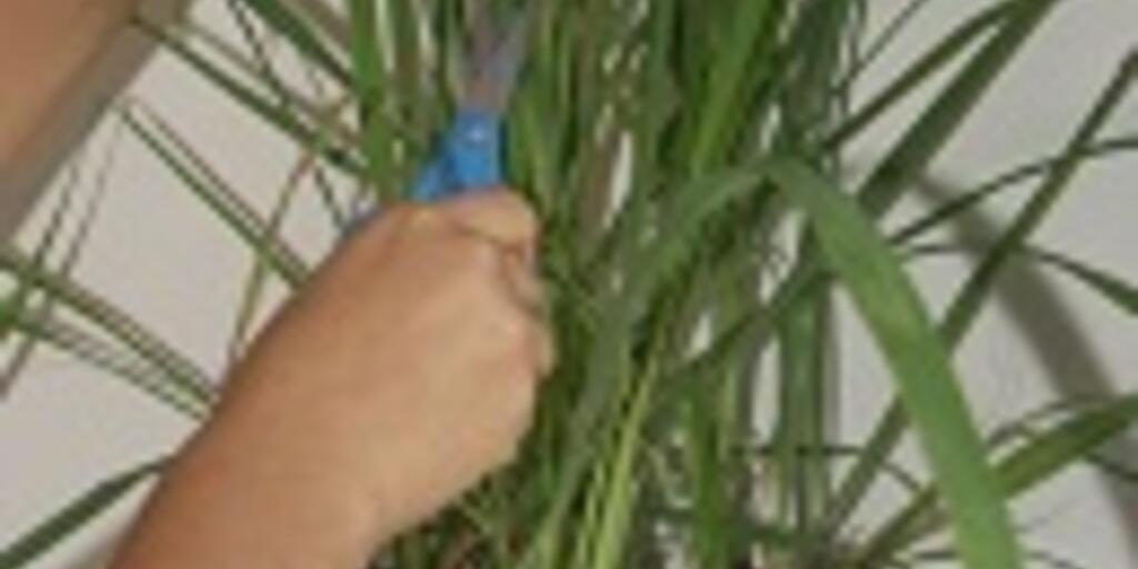 how to make lemongrass mosquito spray