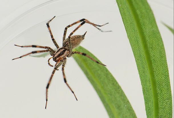 How Do Spiders Hunt? | AMNH