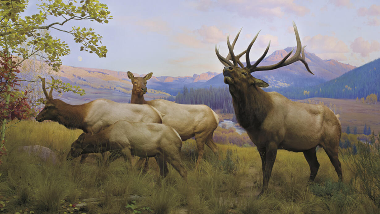 Wapiti | AMNH