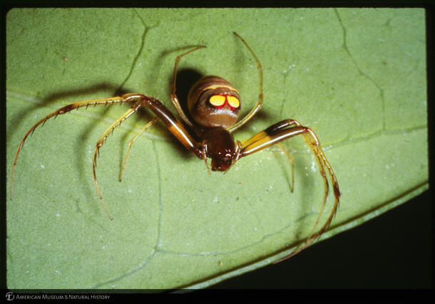 How Do Spiders Hunt? | AMNH