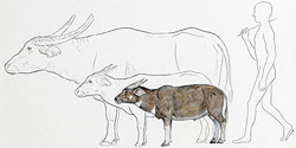 Philippine Tamaraw Drawing