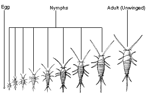 Arthropod Morphology : Metamorphosis