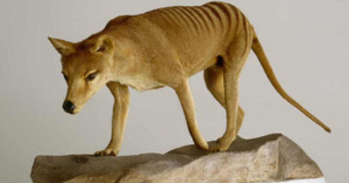 Extinct Dog With Zebra Stripes